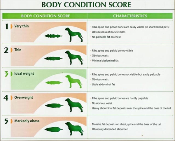 Is Your Dog Overweight - Recognizing the problem & what you do about It!