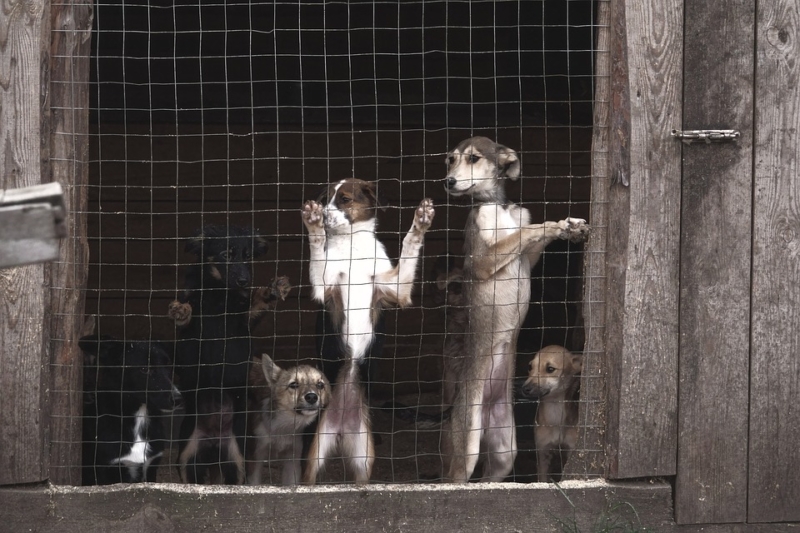 What Is A Puppy Mill - A Dog Commericial Dog Breeding Farm